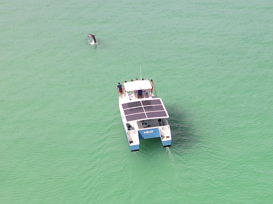 Key West Dolphin Watching Tour | Dolphins & Snorkeling