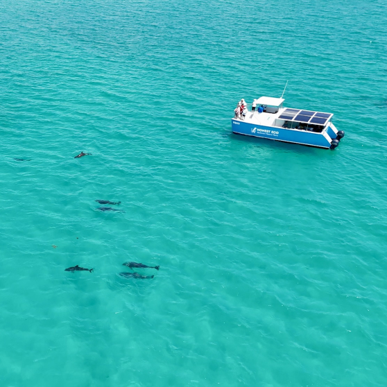 Key West Dolphin Watching Tour | Dolphins & Snorkeling