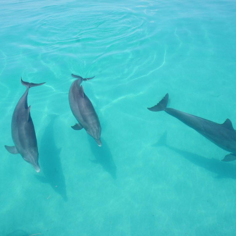 Understanding Dolphin Behavior and Their Personality Traits