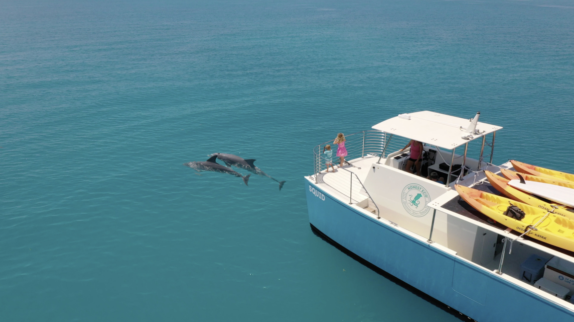 Key West Dolphin Watching Tour | Dolphins & Snorkeling