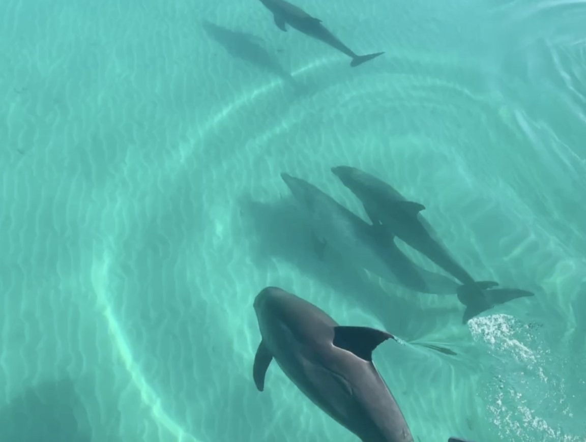 Key West Dolphin Watching Tour | Dolphins & Snorkeling