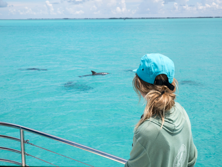 Dolphin Tours: Dolphin Watch & Snorkeling Boat Tour in Key West