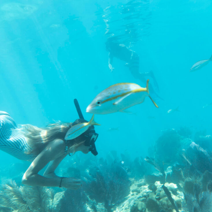 Dolphin Tours: Dolphin Watch & Snorkeling Boat Tour in Key West