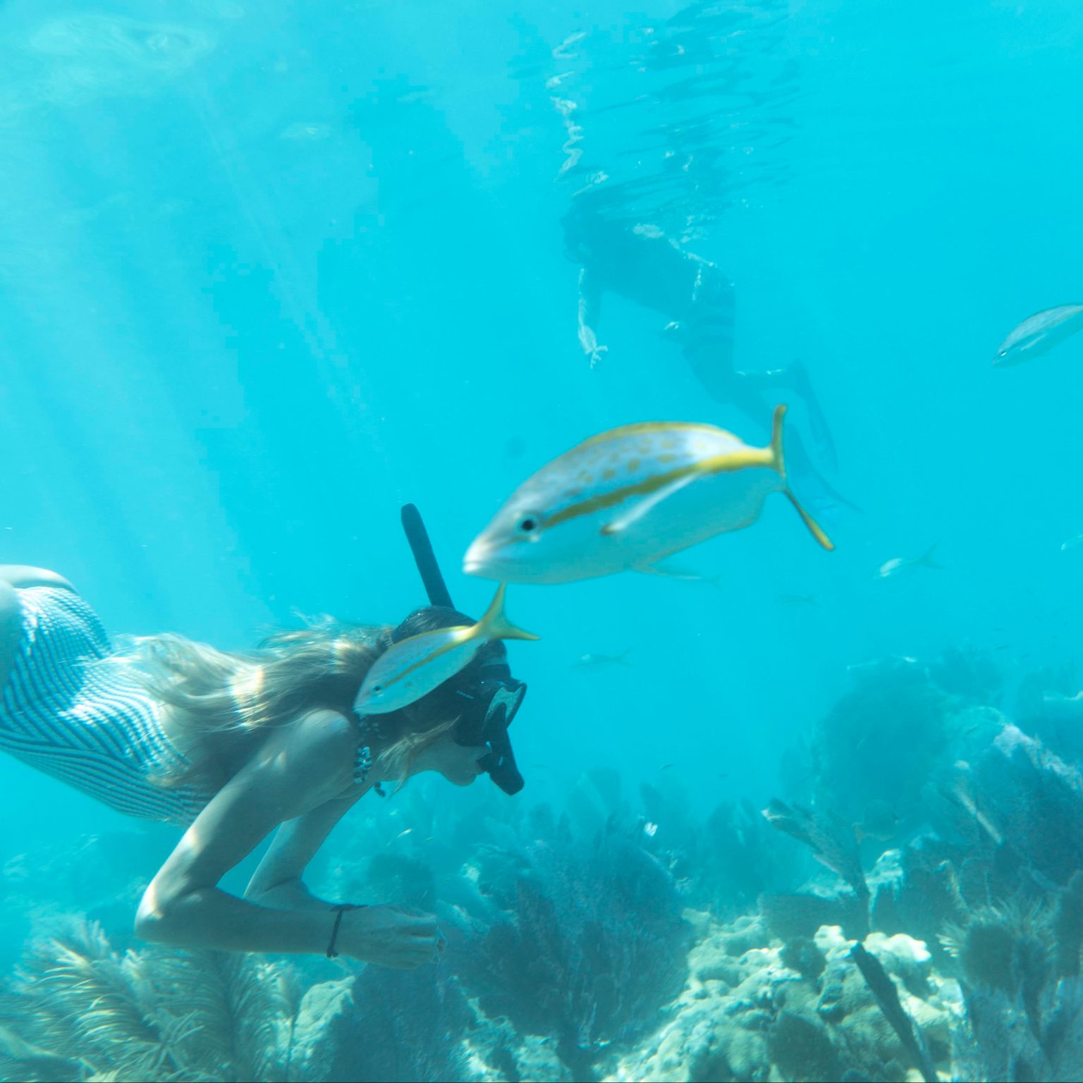 Understanding Dolphin Behavior and Their Personality Traits