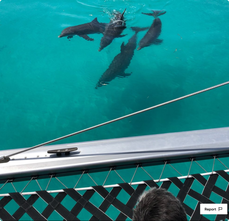 Sunset Dolphin Cruise Key West | Dolphin Watch Sunset Sail
