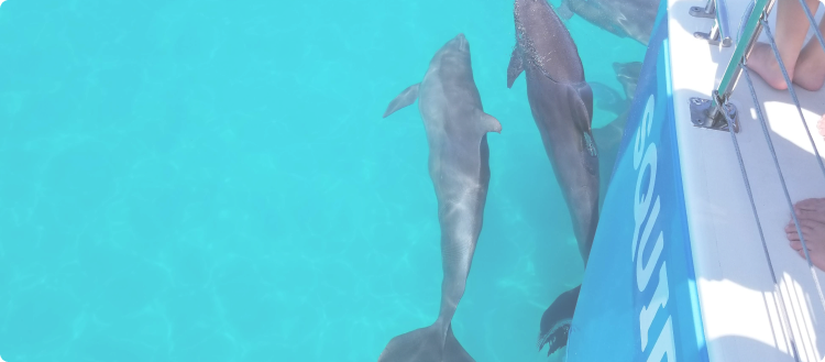 Key West Florida Dolphins Swimming Dolphins With Island To Island