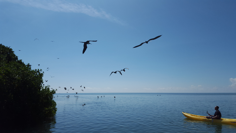 Birds of Key West and the Florida Keys | Key West Bird Watching