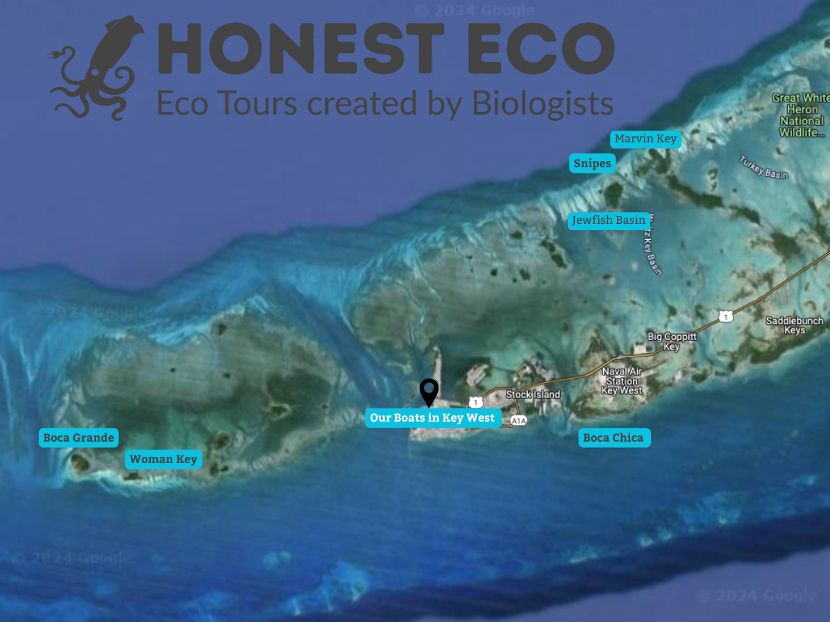 Your Ultimate Guide to the Unforgettable Sandbars in Key West