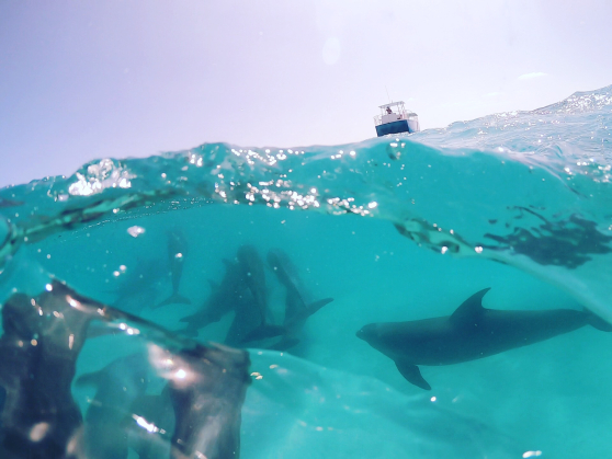 What Do Dolphins Eat? A Comprehensive Guide to Dolphin Diets