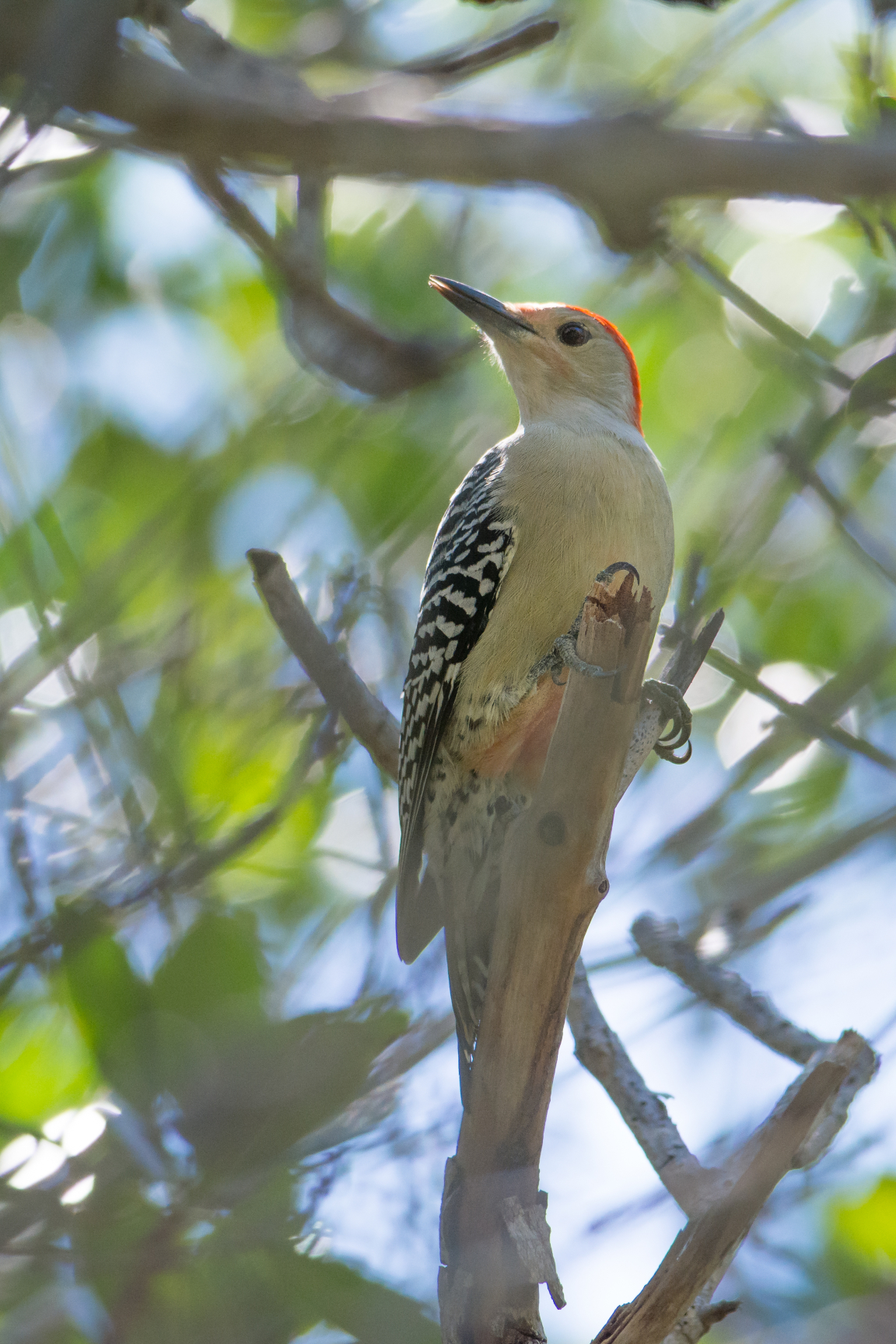 Birds of Key West and the Florida Keys | Key West Bird Watching